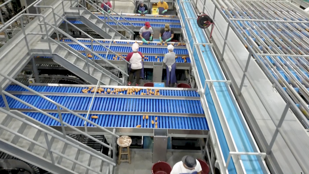 Sweet Potatoes - Exeter Engineering